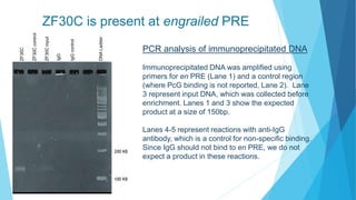 Investigating the role of zinc finger protein, ZF30C, in epigenetic ...