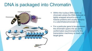 Investigating the role of zinc finger protein, ZF30C, in epigenetic ...