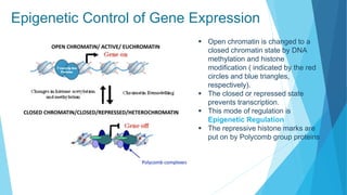 Investigating the role of zinc finger protein, ZF30C, in epigenetic ...