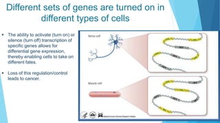 Investigating the role of zinc finger protein, ZF30C, in epigenetic ...