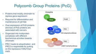Investigating the role of zinc finger protein, ZF30C, in epigenetic repression of Drosophila ...