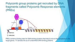 Investigating the role of zinc finger protein, ZF30C, in epigenetic ...