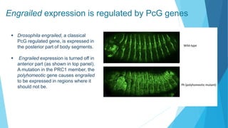 Investigating the role of zinc finger protein, ZF30C, in epigenetic ...