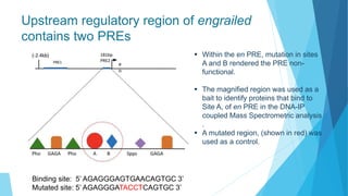 Investigating the role of zinc finger protein, ZF30C, in epigenetic ...