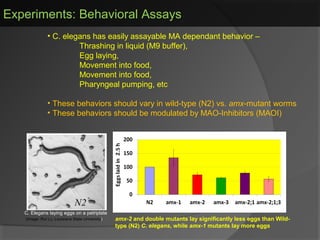 Sigma Xi Research Showcase 2013 - Reeto | PPT