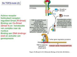 Signaaltransductie Bos Deel2 | PPTX | Endocrine and Metabolic Diseases ...