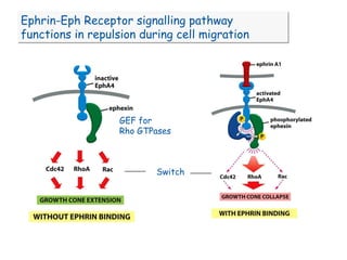 Signaaltransductie Bos Deel2 | PPTX | Endocrine and Metabolic Diseases ...