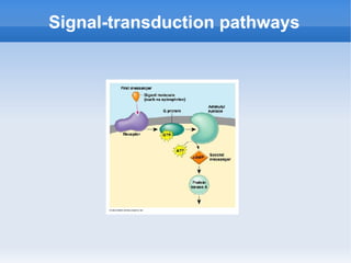 Signal transduction | PPT
