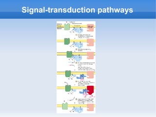 Signal transduction | PPT