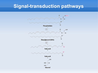 Signal transduction | PPT