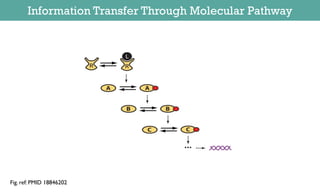 Signal Discrimination in Cells Through A Negative Feedback | PDF