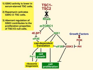 Signaling events triggered by inactivation of the TSC1-2 Complex ...