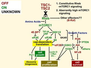 Signaling events triggered by inactivation of the TSC1-2 Complex ...