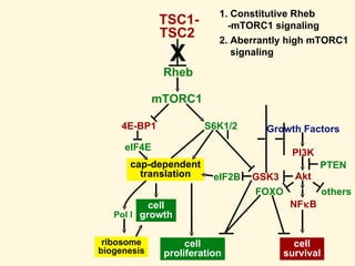 Signaling events triggered by inactivation of the TSC1-2 Complex ...