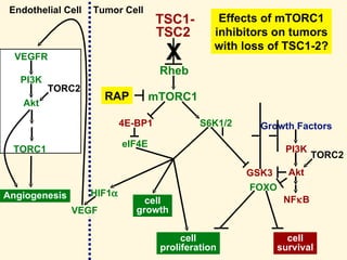 Signaling events triggered by inactivation of the TSC1-2 Complex ...