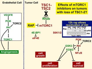 Signaling events triggered by inactivation of the TSC1-2 Complex ...