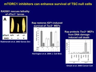 Signaling events triggered by inactivation of the TSC1-2 Complex ...