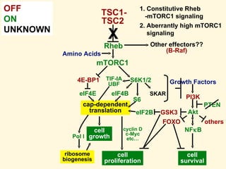 Signaling events triggered by inactivation of the TSC1-2 Complex ...