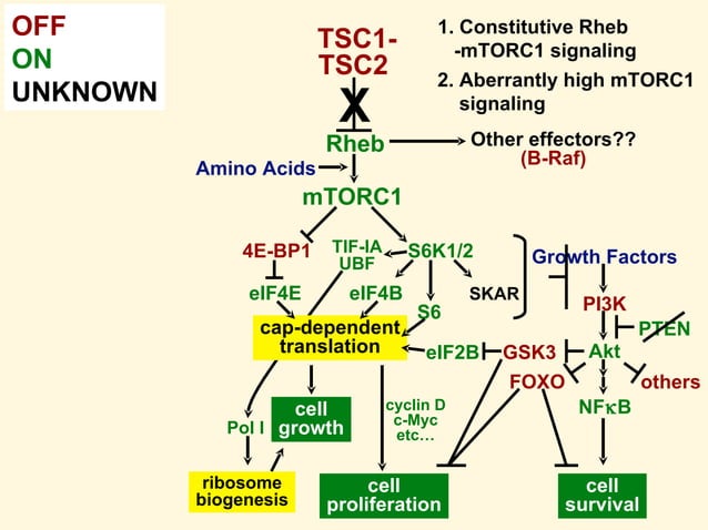 Signaling events triggered by inactivation of the TSC1-2 Complex ...