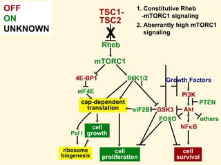 Signaling events triggered by inactivation of the TSC1-2 Complex ...