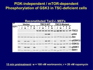 Signaling events triggered by inactivation of the TSC1-2 Complex ...
