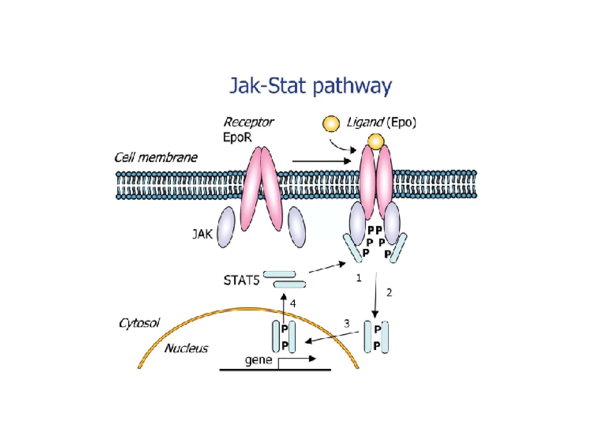 Signaling Pathways | PPT