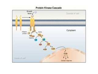 Signaling Pathways | PPT