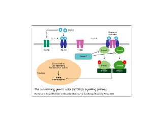 Signaling Pathways | PPT