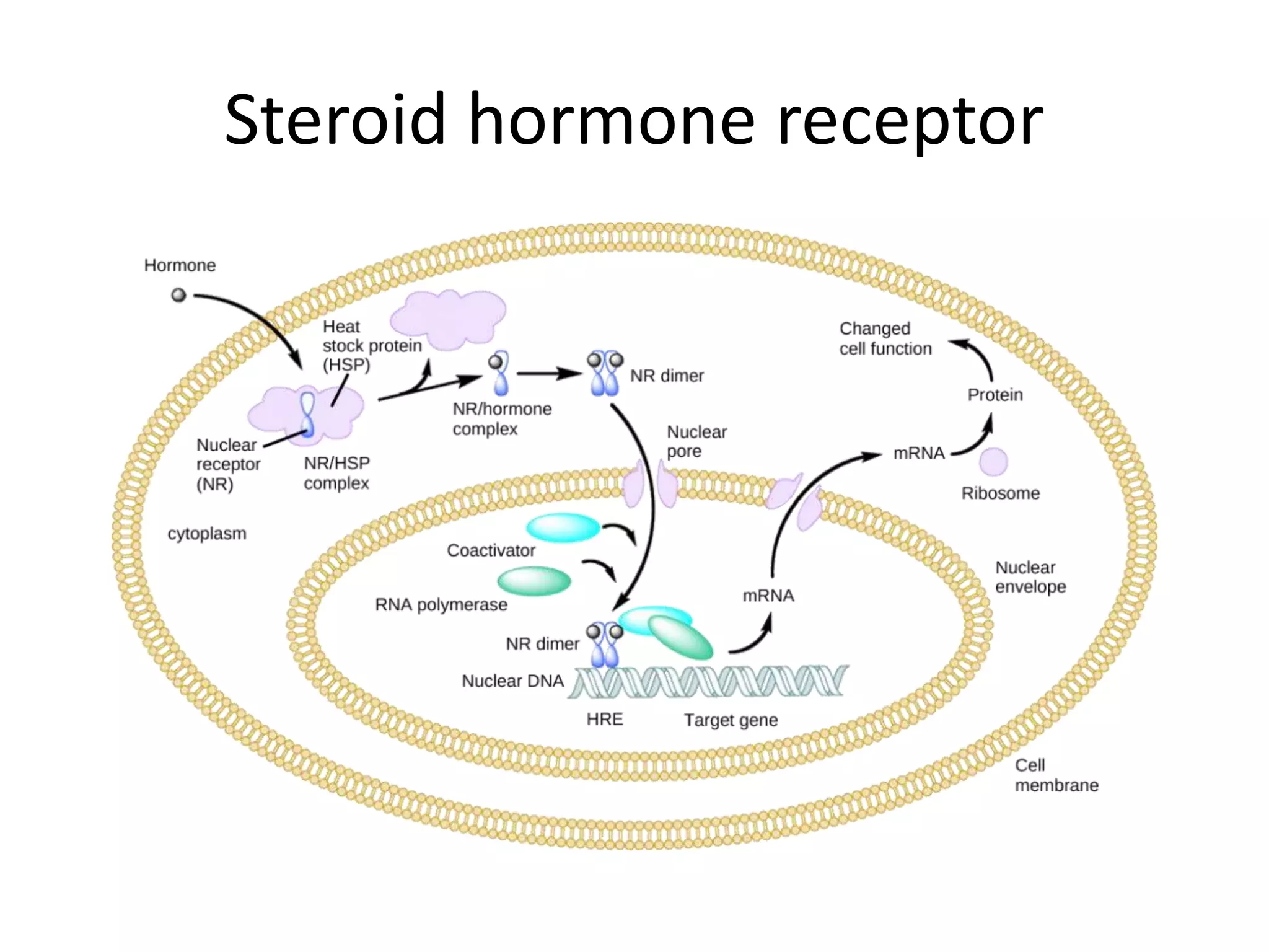 Signaling by hormones using surface receptors and second.pptx