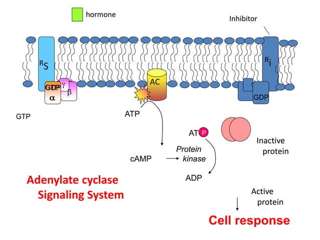 Signaling by hormones using surface receptors and second.pptx