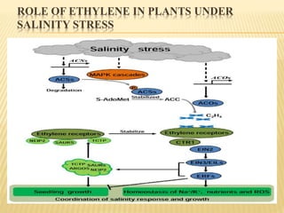 Signaling mechanisms due to salinity stress | PPTX
