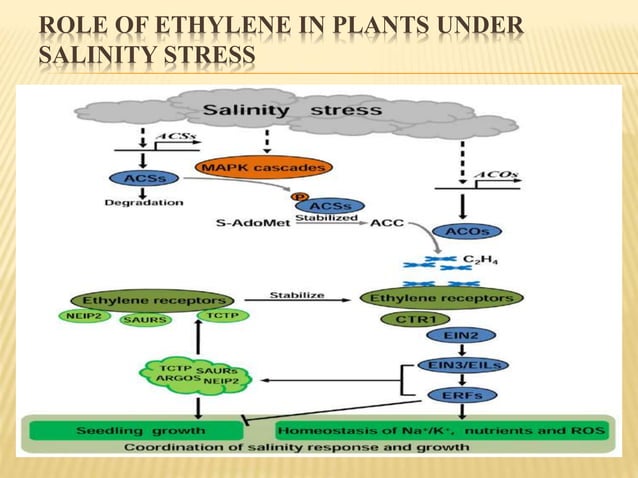 Signaling mechanisms due to salinity stress | PPTX