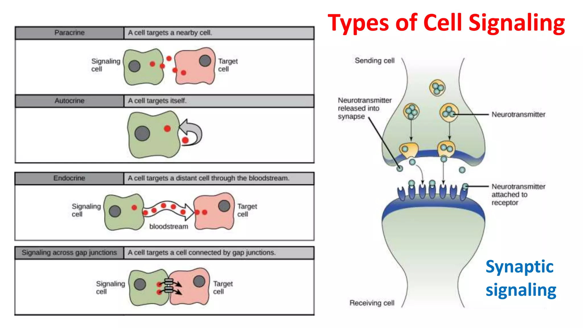 Signaling mechanisms in nobel research pathway by Prof. Mohamed Labib ...