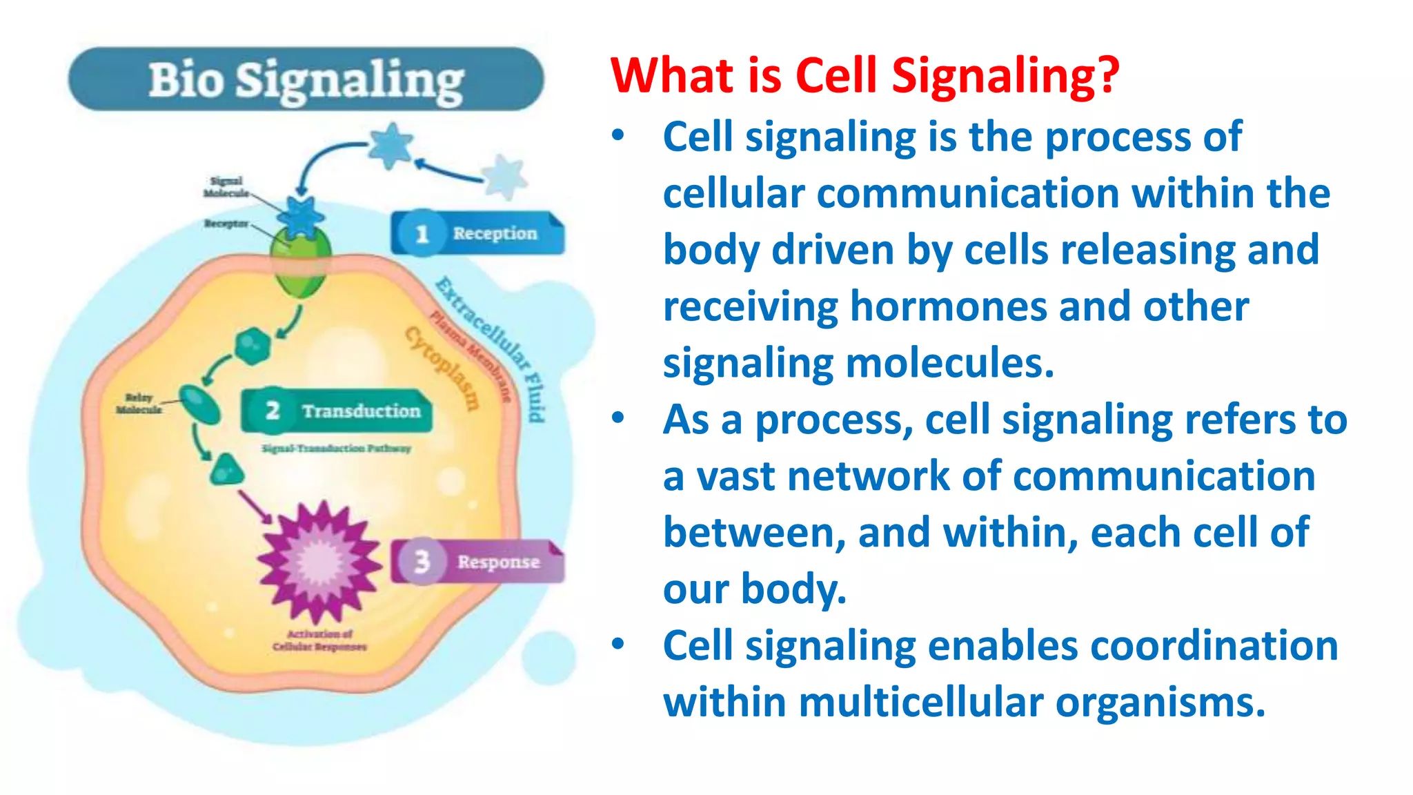 Signaling mechanisms in nobel research pathway by Prof. Mohamed Labib ...