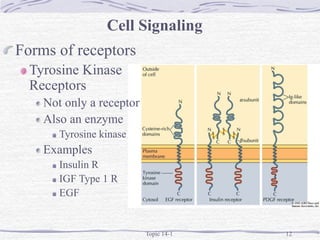 signalling.ppt12345789009875431234578754345 | PPT