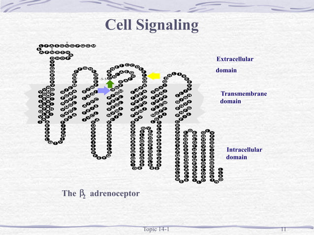 signalling (1).ppt12345777788888885555554 | PPT