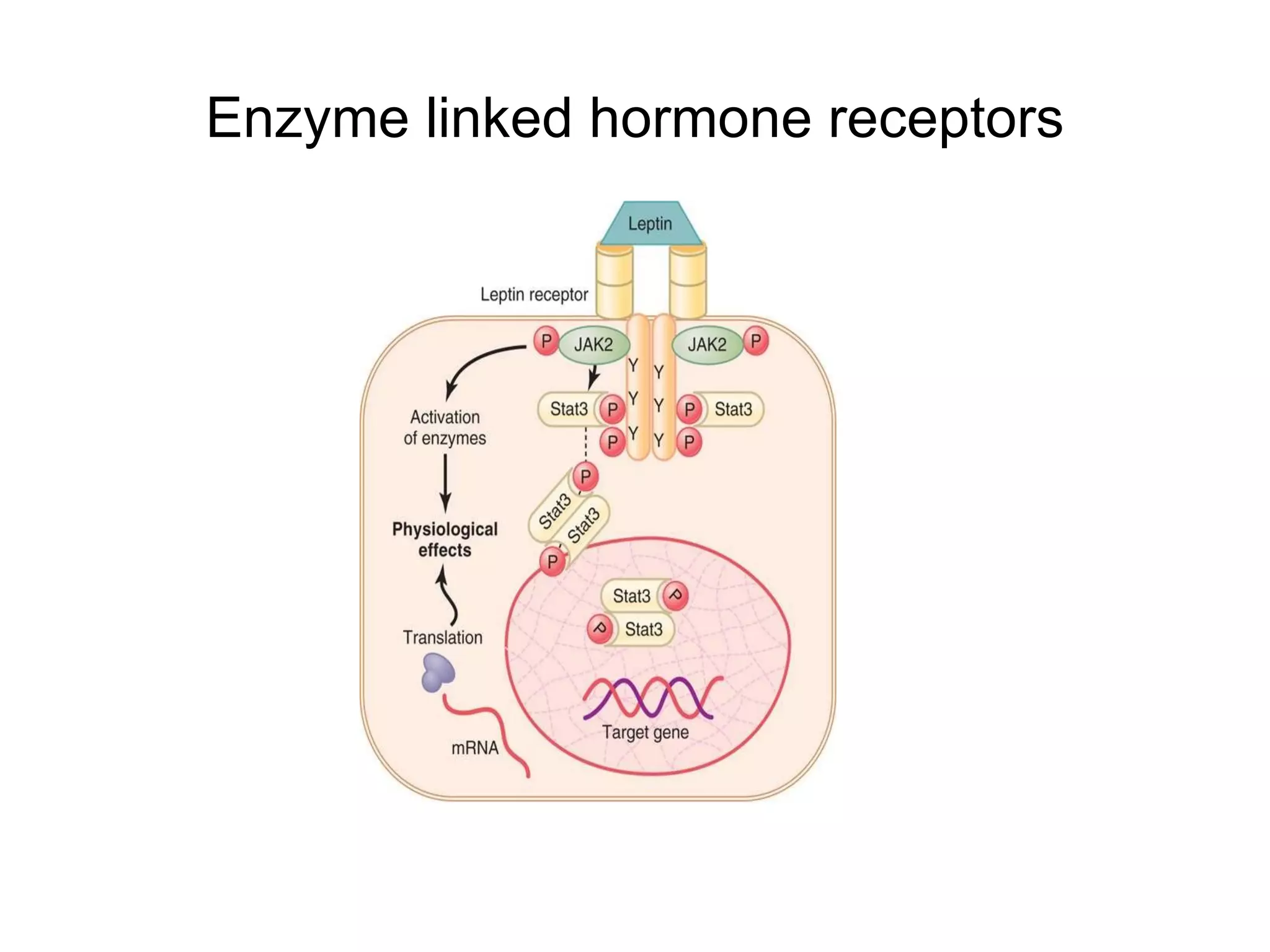 Signalling mechanism of hormones and neuroendocrine | PPT