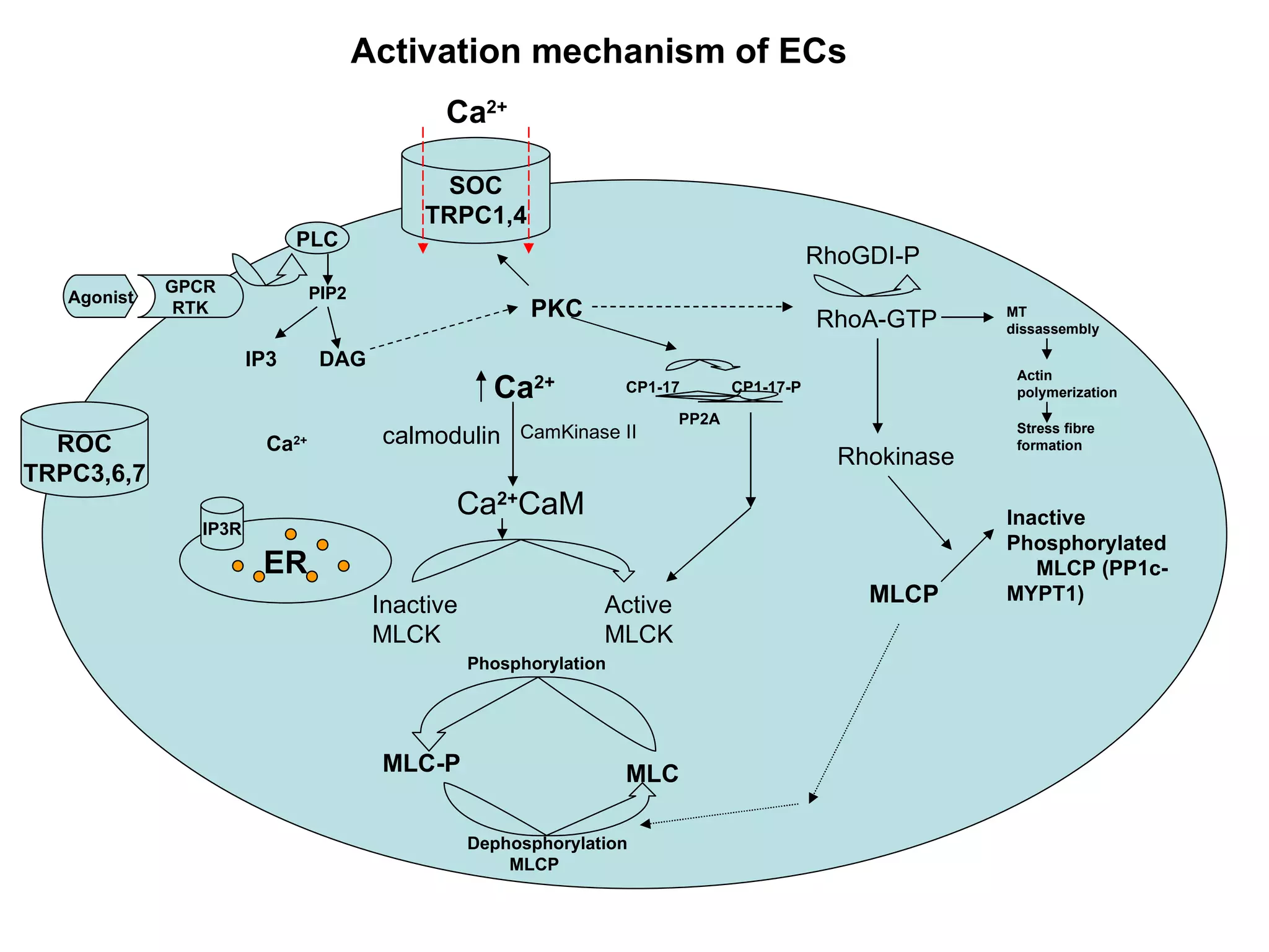 Signalling mechanism of hormones and neuroendocrine | PPT
