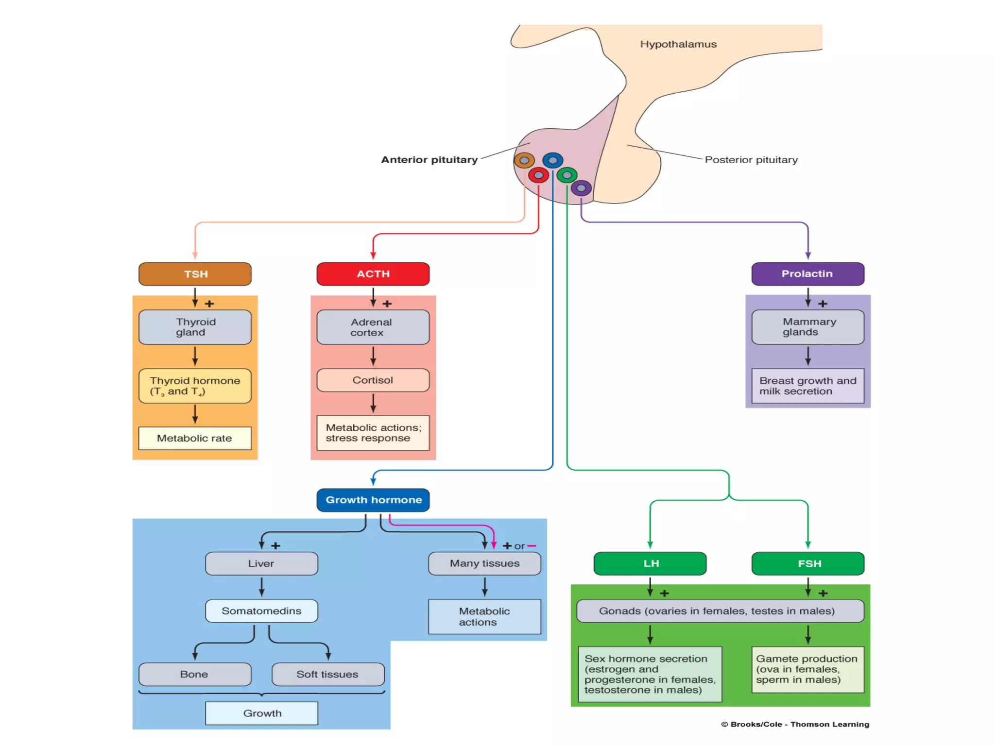 Signalling mechanism of hormones and neuroendocrine | PPT