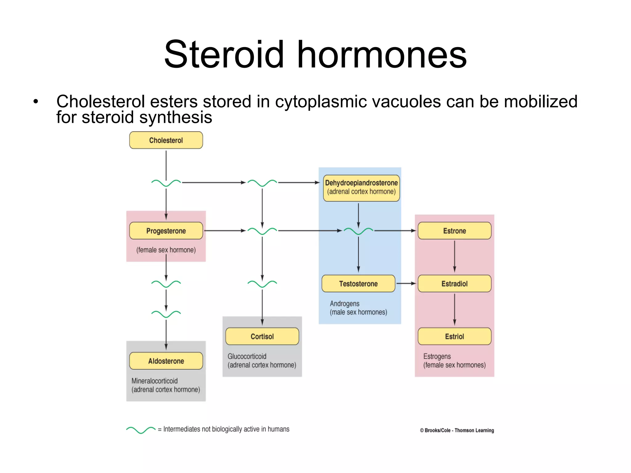 Signalling mechanism of hormones and neuroendocrine | PPT