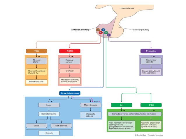 Signalling mechanism of hormones and neuroendocrine | PPT