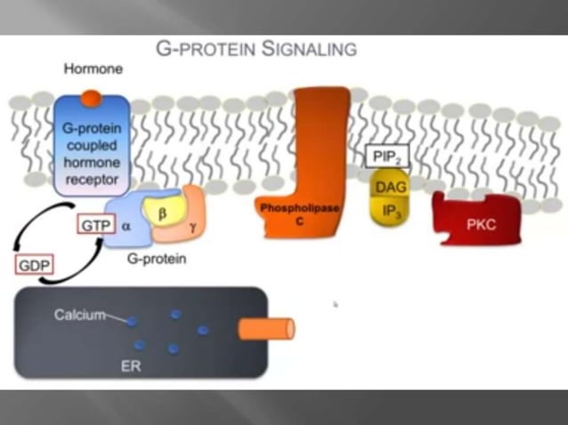 GPCR.pptx