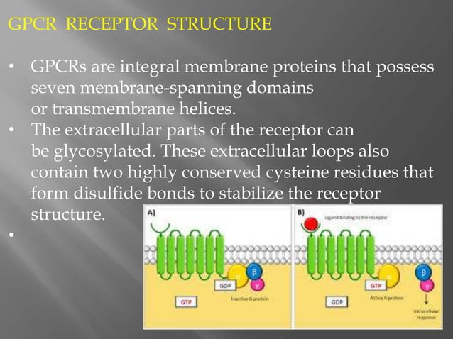 GPCR.pptx