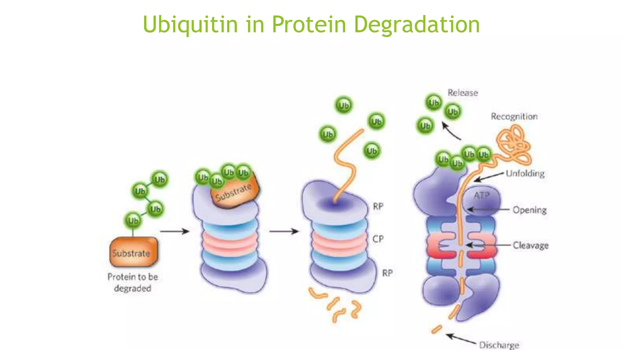 Signalling through ubiquitin ligase | PPT