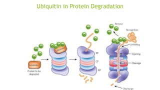 Signalling through ubiquitin ligase | PPTX
