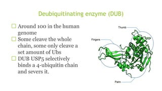 Signalling through ubiquitin ligase | PPTX
