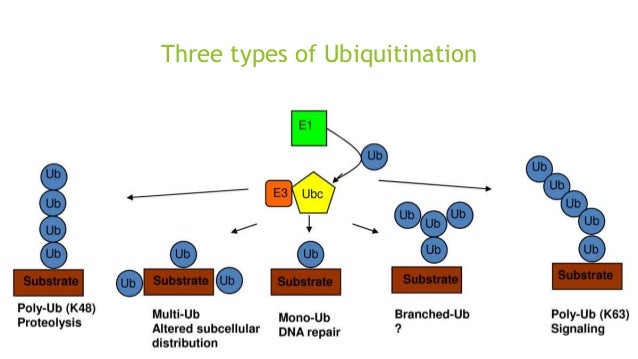 Signalling through ubiquitin ligase