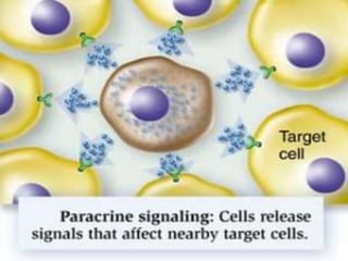 Signal parakrin & signal sinaptik | PPT