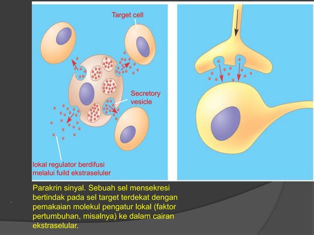 Signal parakrin & signal sinaptik | PPT