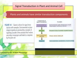 Signal Tansduction Kel 4 | PPTX